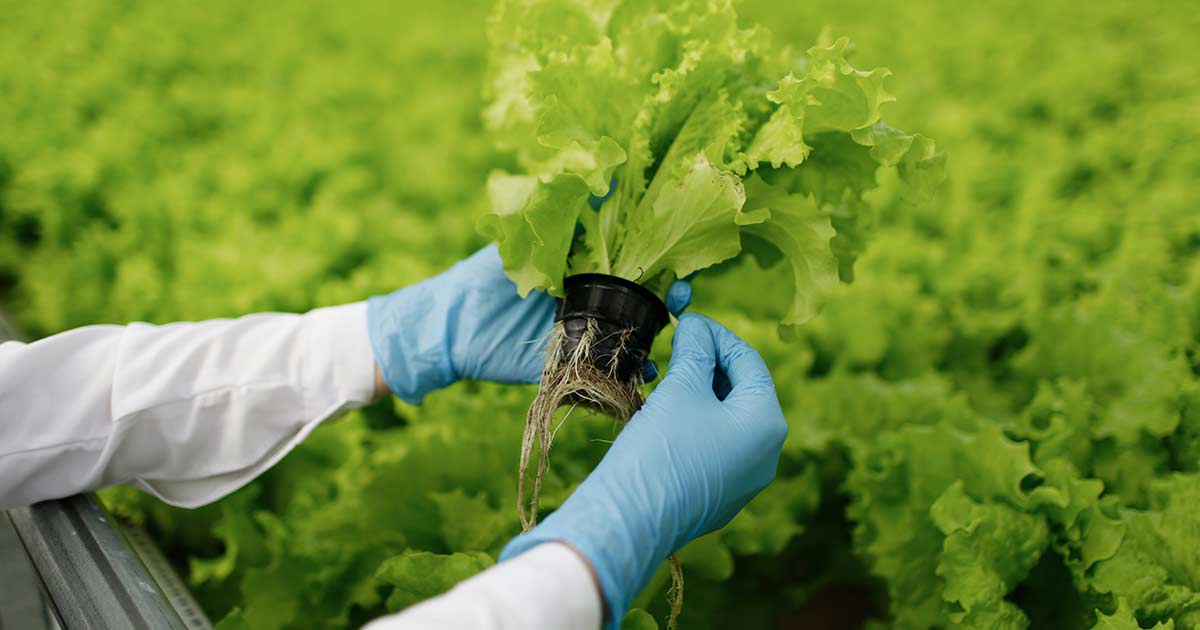 A Guide to Green Agriculture: Sustainable Practices for Future-Ready ...