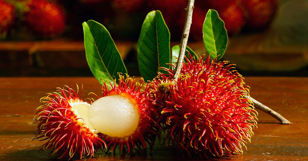 Rambutan Fruit: Key Health Benefits and Uses | Miditer