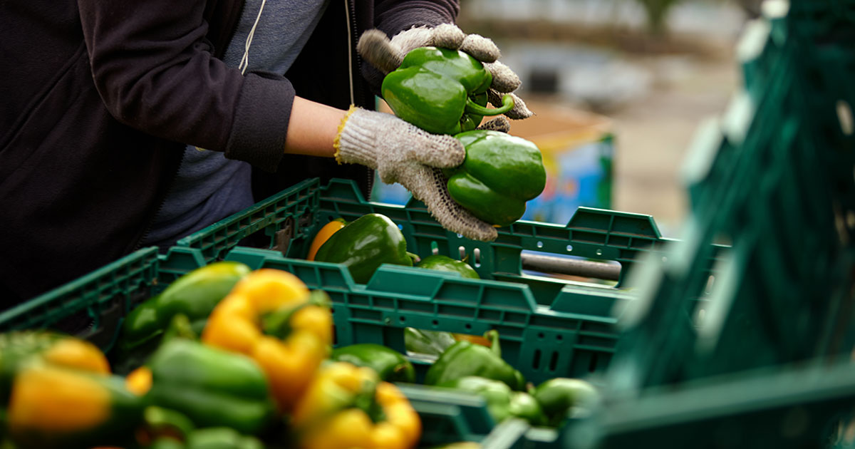 What to Look for in a Reliable Organic Food Export Partner | Miditer